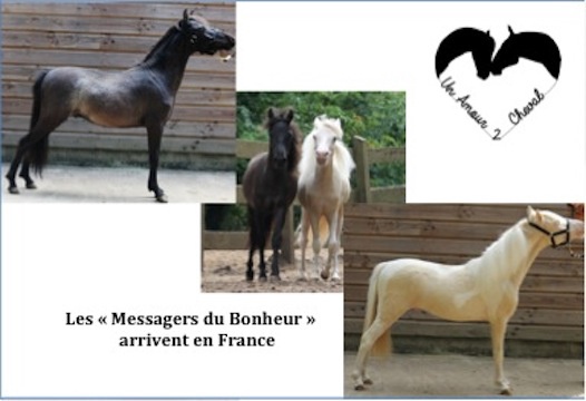 Un Amour de Cheval - Ulule