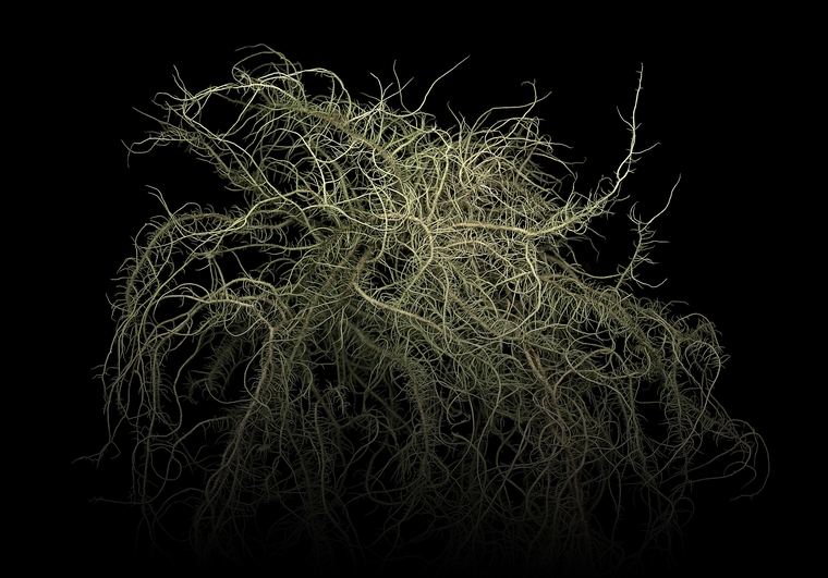 Nous sommes lichen - Ulule