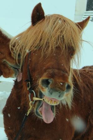 Un cheval Suédois du Nord pour Horses of Taiga