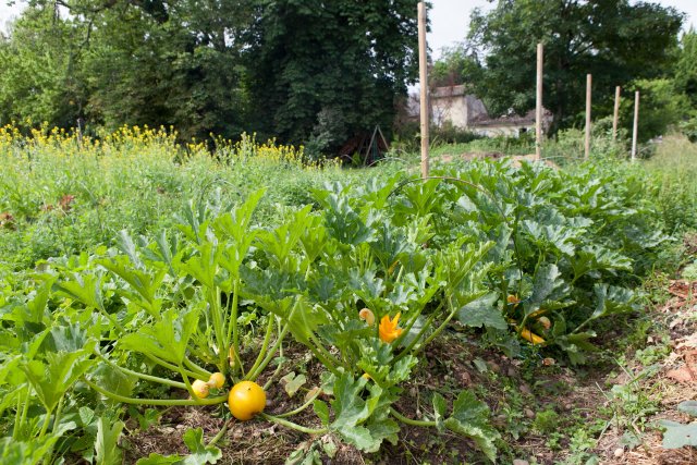 Du Savoir pour des Légumes - Ulule
