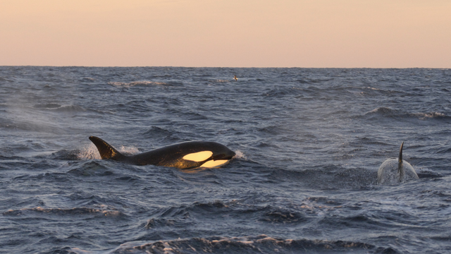 Safeguarding Norwegian orcas