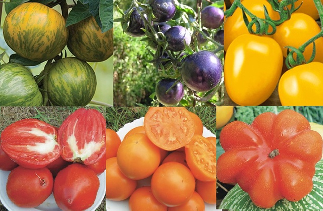 Une ferme Malgache haute en couleurs - Ulule