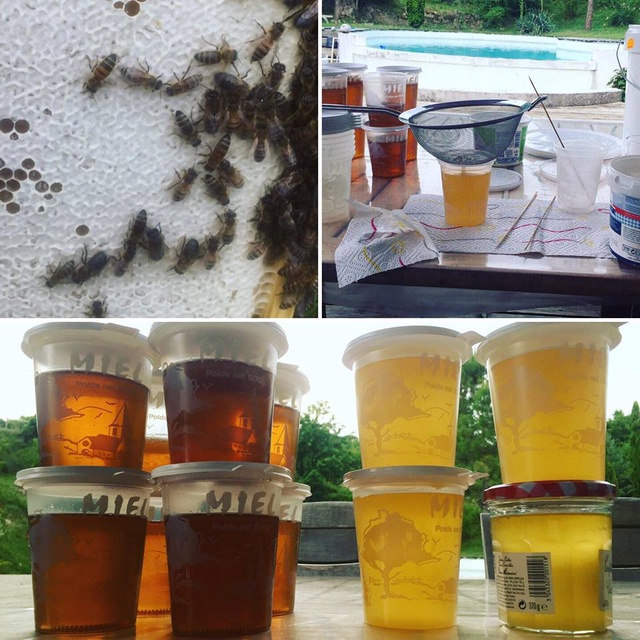 Du miel pour les abeilles - Ulule