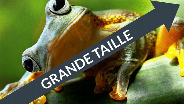 C'EST TROP BÊTE ! Des photos d'animaux en LIBERTÉ