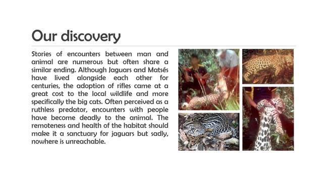 Jaguar Matsés Connection - Preserving the Jaguar