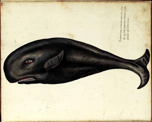 APRIL FISHES - Ulule