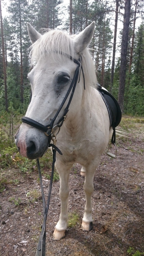 Un cheval Suédois du Nord pour Horses of Taiga