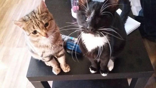 Animaux handicapés - Suzi Handicap Animal - Ulule