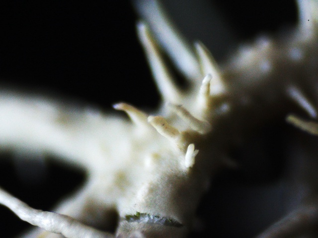 Homo Lichen - Ulule