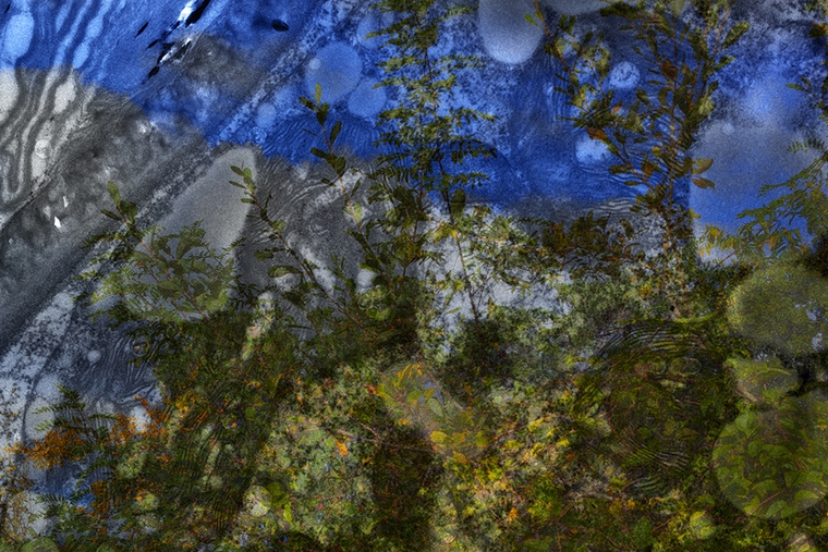 Nous sommes lichen - Ulule