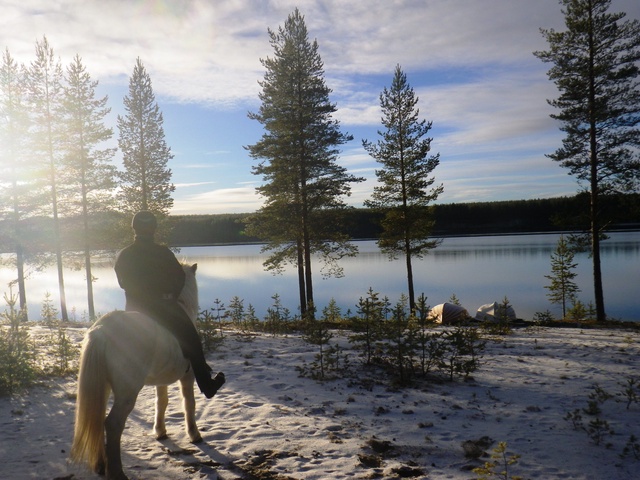 Un cheval Suédois du Nord pour Horses of Taiga