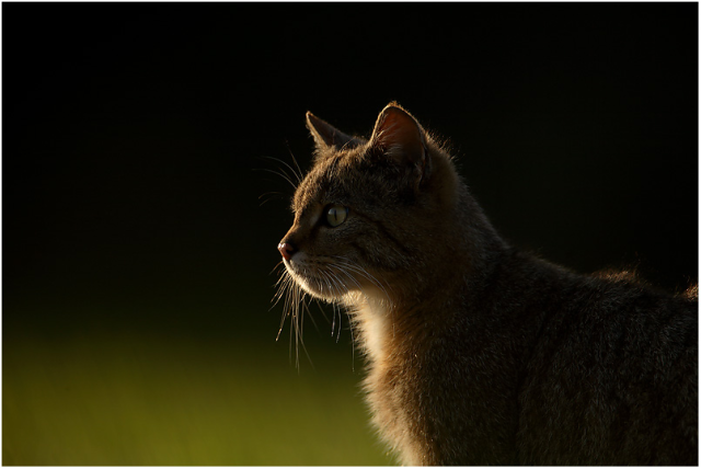 "Le chat Sauvage" Sur les traces du Félin - Ulule