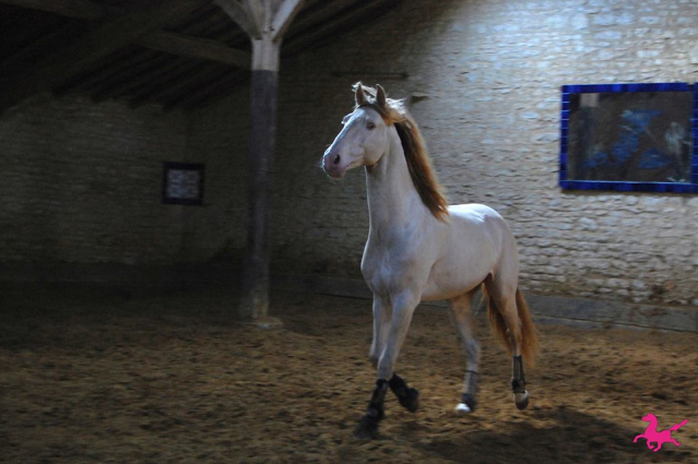 UTOPIA - le Cheval Bavard - Ulule