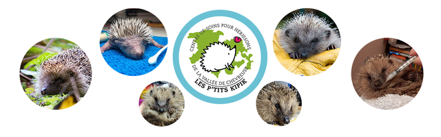 Calendrier 2021 de " La Famille Hérisson" - Ulule