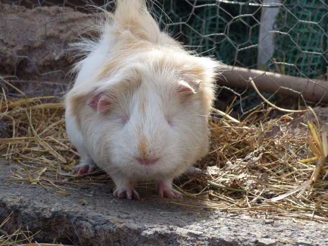 Sanctuaire des animaux oubliés - Ulule