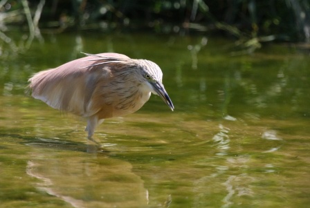 Save the Great Rafina River - Ulule