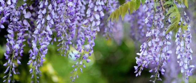 WISTERIA Fleuriste - Ulule