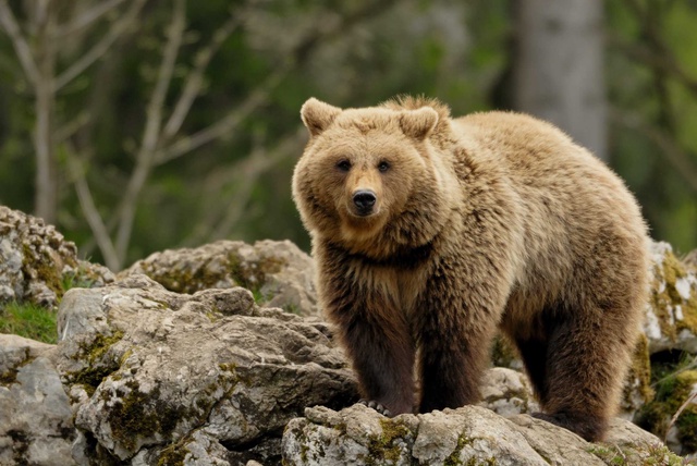 Parole d'ours 2015, dernière mobilisation ! - Ulule