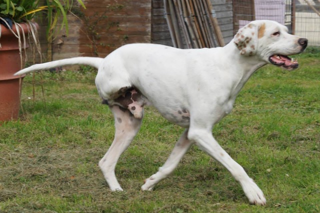 Animaux handicapés - Suzi Handicap Animal - Ulule