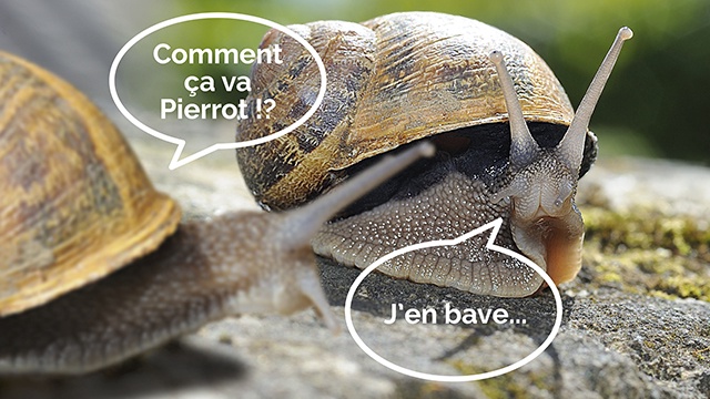 L'Escargot Roulant