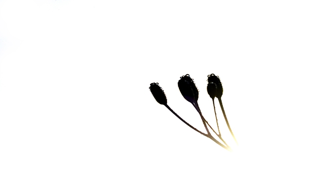 Impermanence