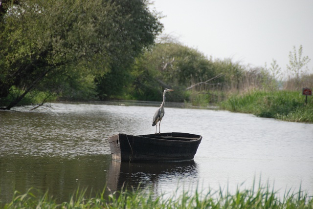 Voyage en Libellule - Ulule