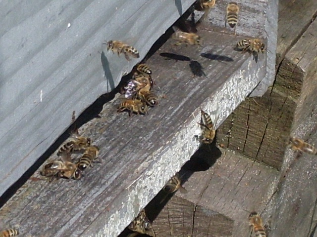 PARRAINEZ DES ABEILLES ET LA VIE DU RUCHER - Ulule