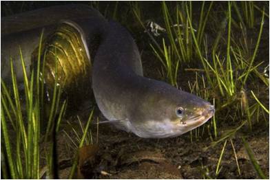 Save the Great Rafina River - Ulule