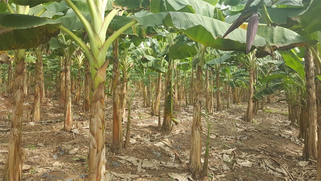 Agriplan : Un ULULER = Un ARBRE - Ulule