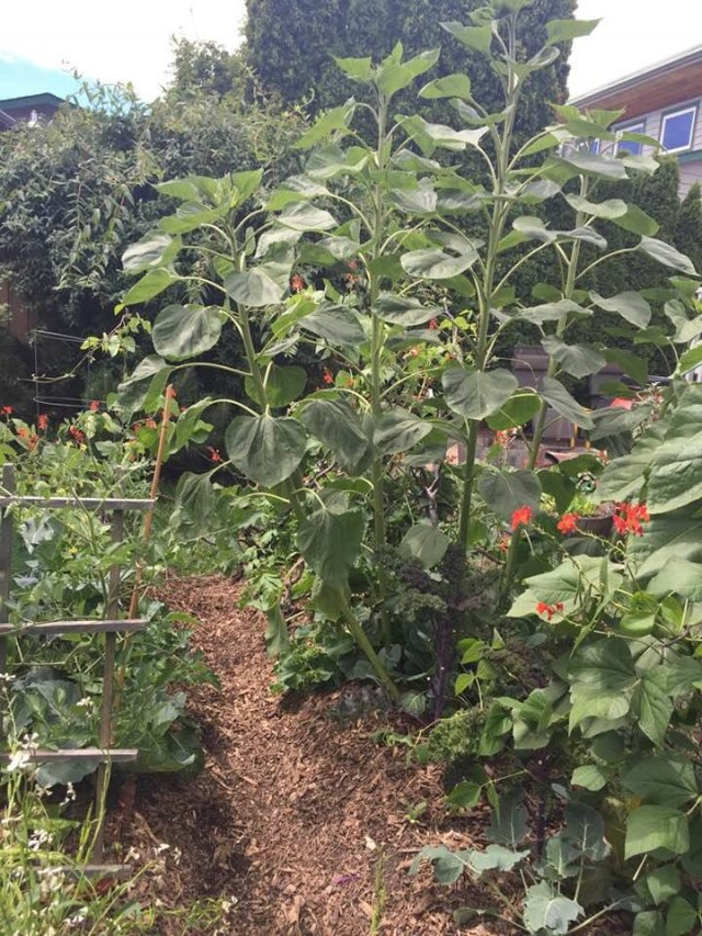 Jon the Farmer: Urban Farmer