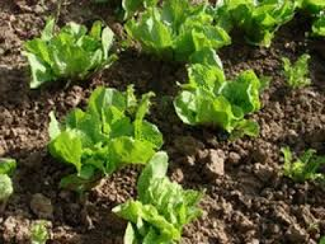 Aidons Mathieu à devenir maraîcher bio - Ulule