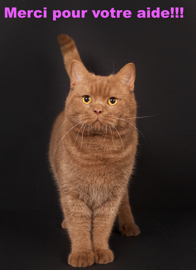 Sérénity Cat