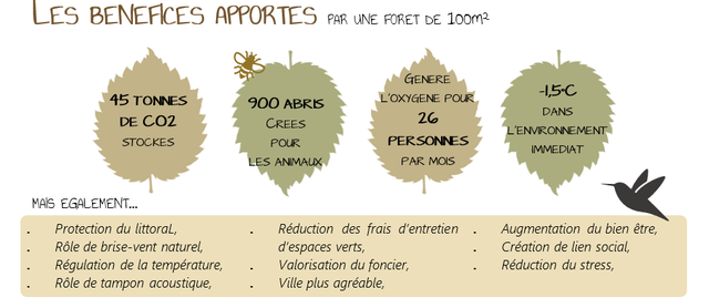 Permafforest, Reforestation participative