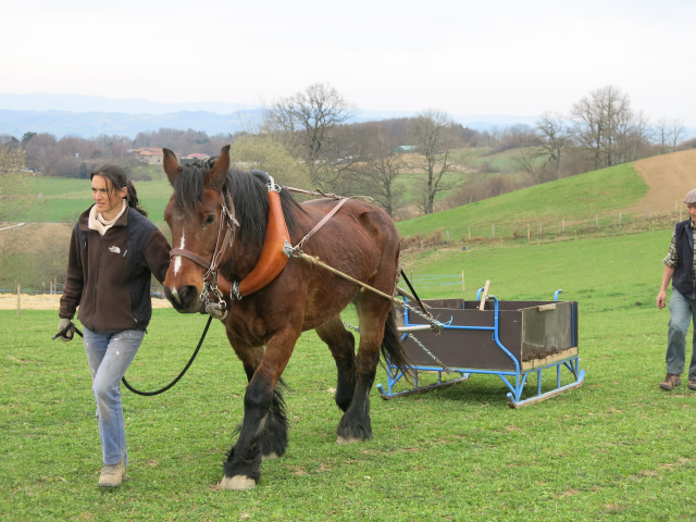Un cheval sur la ferme du "Jardin Fertile"