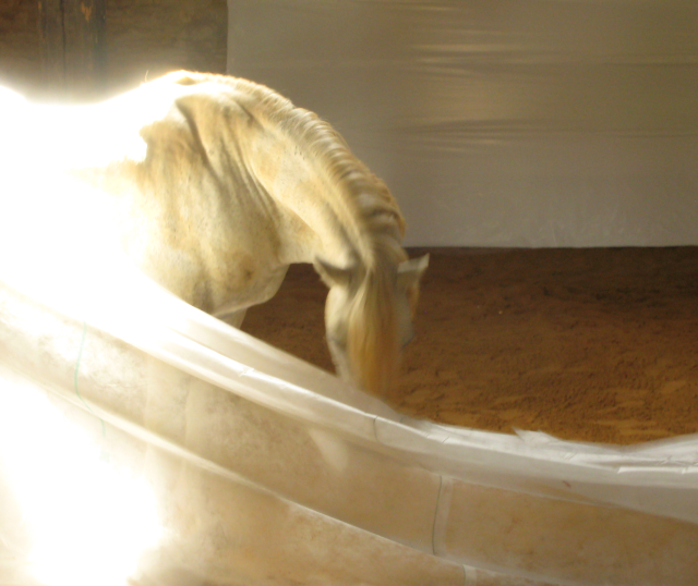 UTOPIA - le Cheval Bavard - Ulule