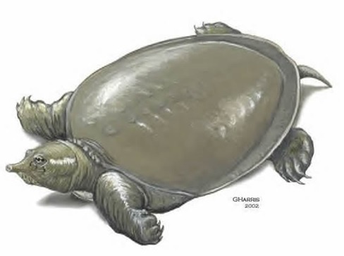 Musée Albert-de-Lapparent - Ulule