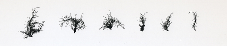 Nous sommes lichen - Ulule