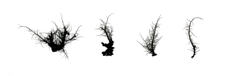 Nous sommes lichen - Ulule