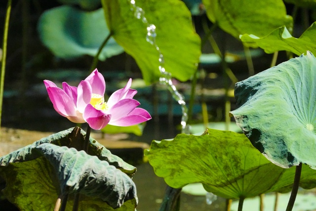 Hortus Focus et Hortus Box : Le jardin 360° - Ulule