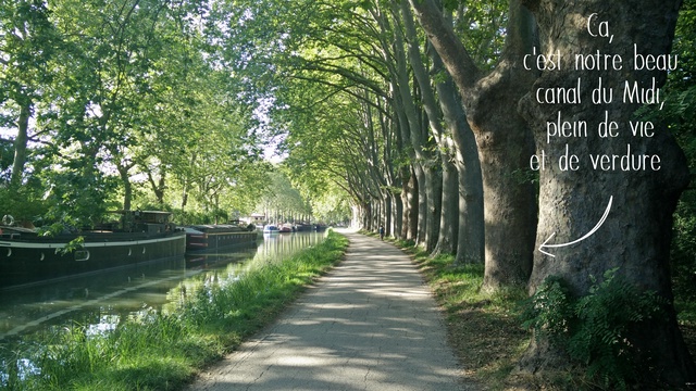 Ensemble, replantons le canal du Midi ! - Ulule