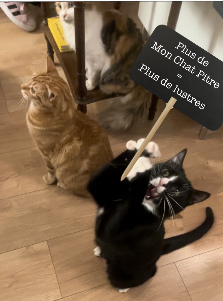 Mon Chat Pitre - Ulule