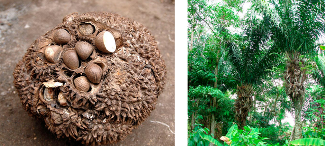 Boucles d'oreille en ivoire végétal - Ulule
