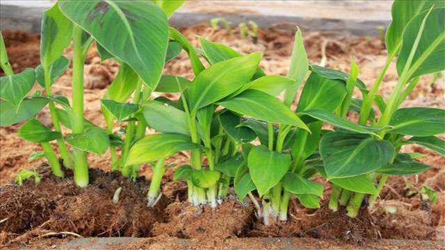 Agriplan : Un ULULER = Un ARBRE - Ulule