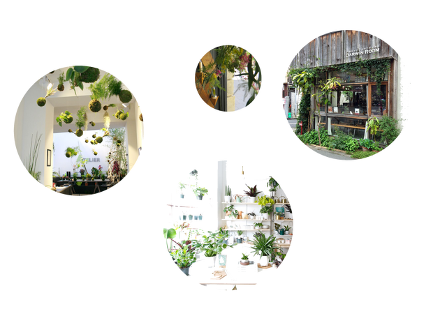 Sensiatys - agence de design Végétal - Ulule