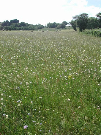 Semences locales et prairies de fauche auvergnates - Ulule