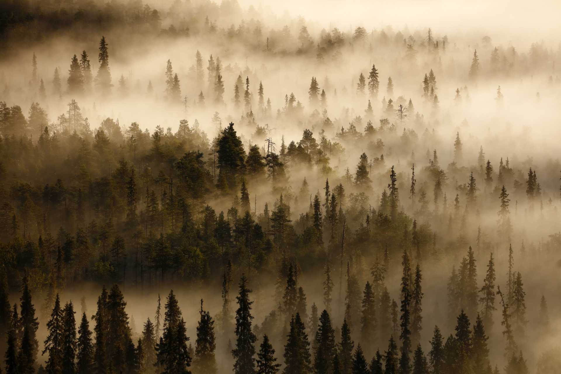 HAUNTER OF THE WOODS - Ulule
