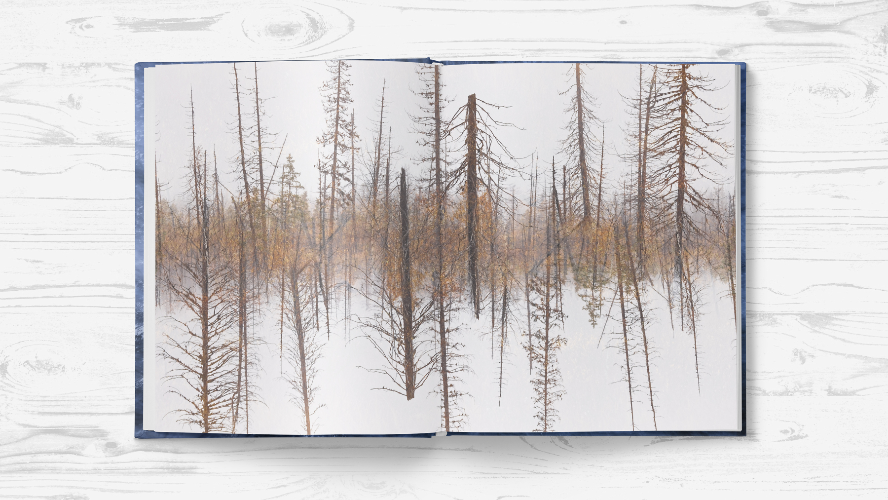 HAUNTER OF THE WOODS - Ulule