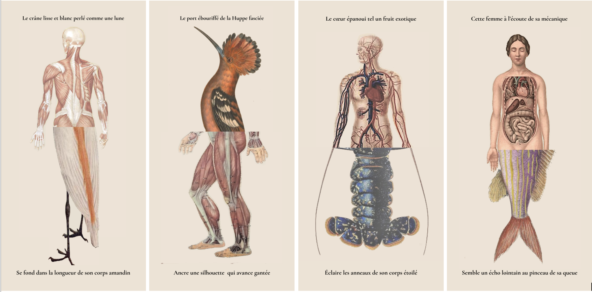 "Hybridoïdes" : des chimères et des poèmes par milliers - Ulule