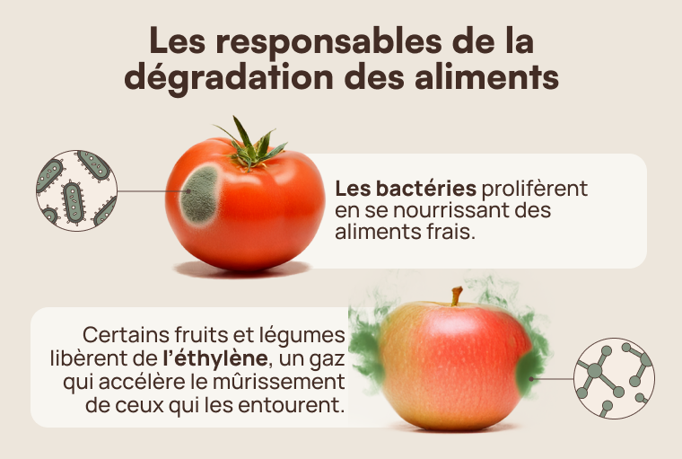 Holus - Le purificateur d'air pour réfrigérateur - Ulule