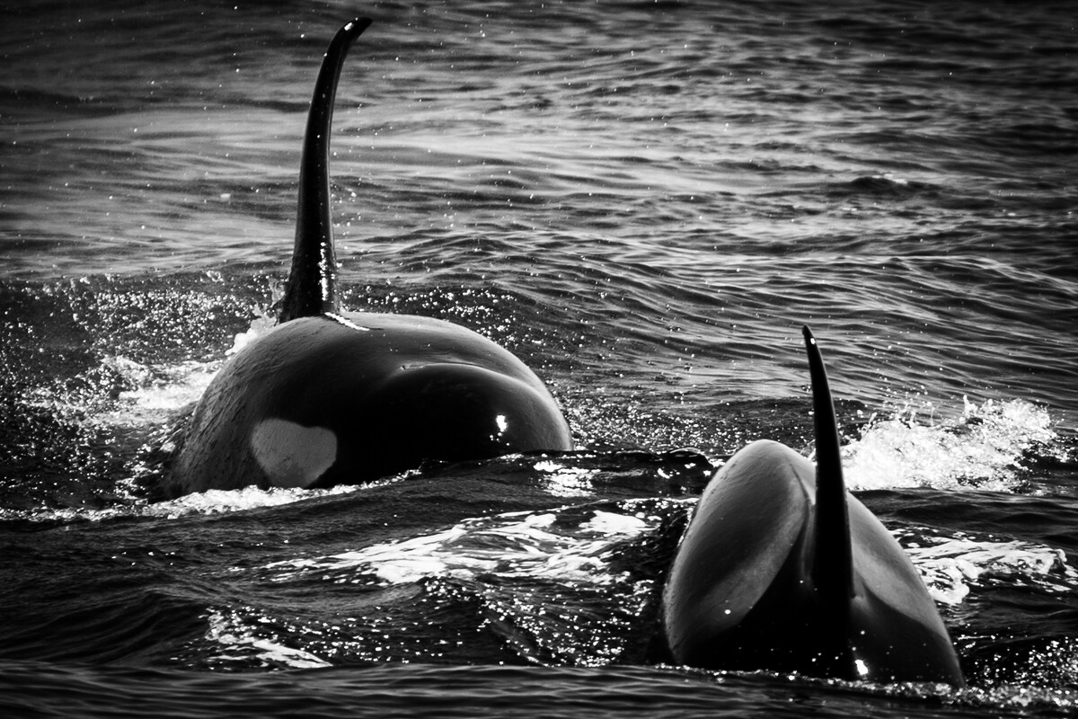 Aidez-nous à sauver l'Orque Ibérique - Ulule